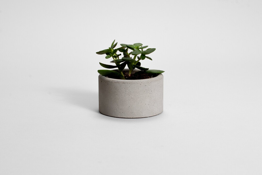 Gray Concrete Plant Pot Parvi Baby Plant Pot Modern Concrete ...