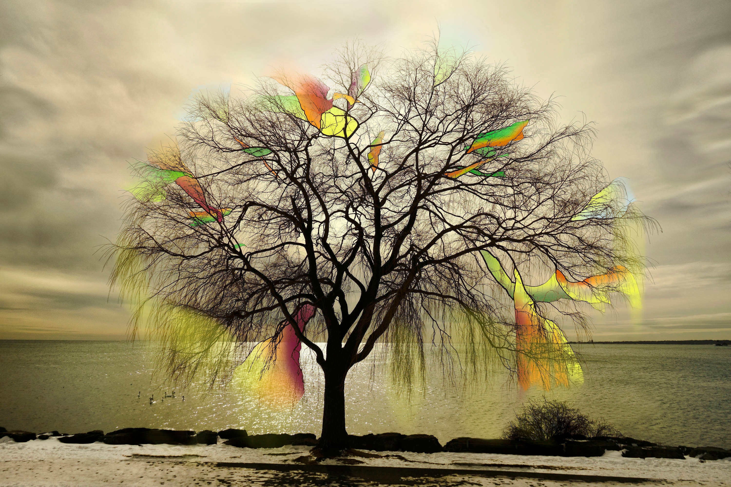 Willow Plant for sale| 105 ads for used Willow Plants