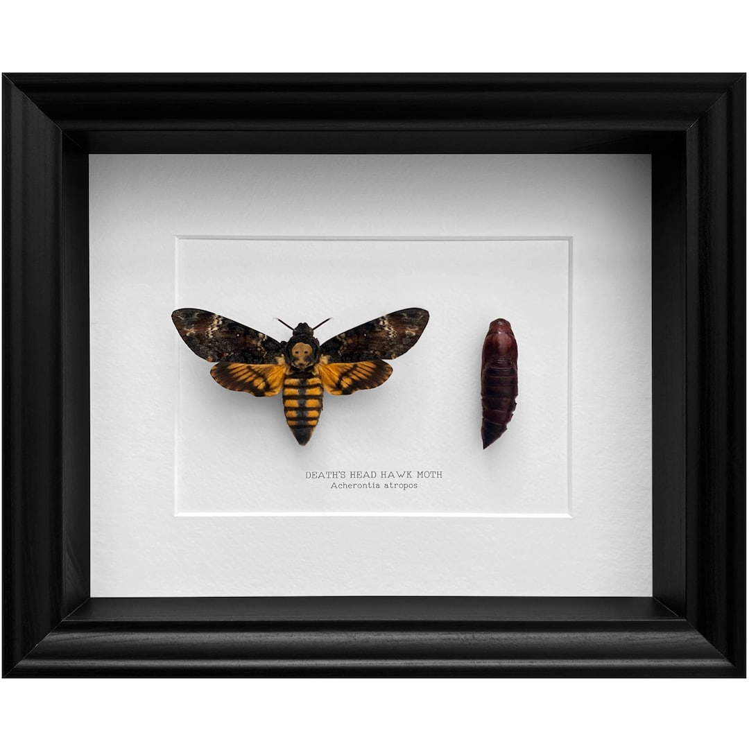 A1 Deaths Head Hawk Moth & Dried Pupae - Etsy Hong Kong