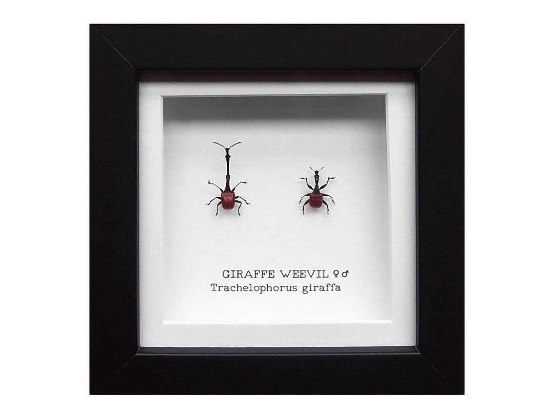 Real A1- Giraffe Weevil Taxidermy Frame (pair) (trachelophorus Giraffa ...
