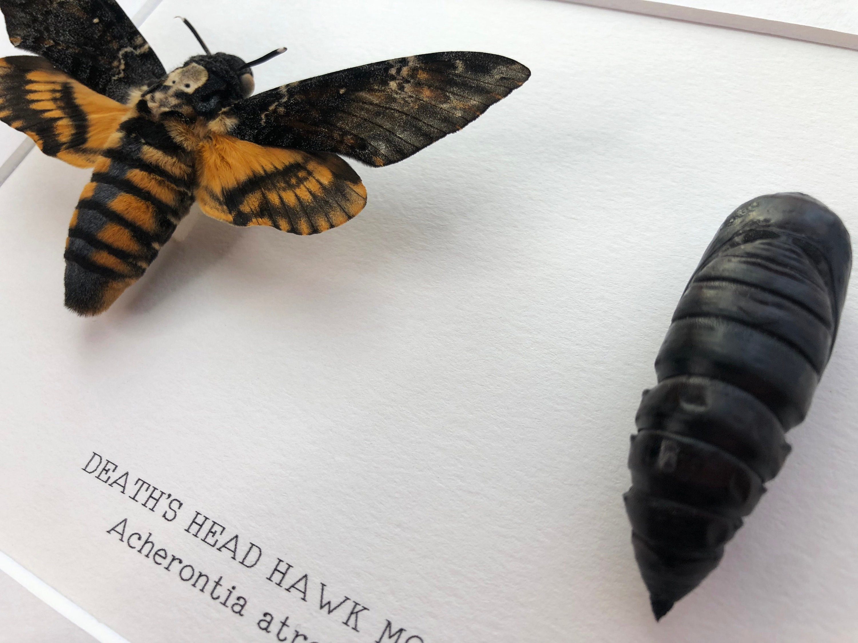 A1 Deaths Head Hawk Moth & Dried Pupae - Etsy Hong Kong