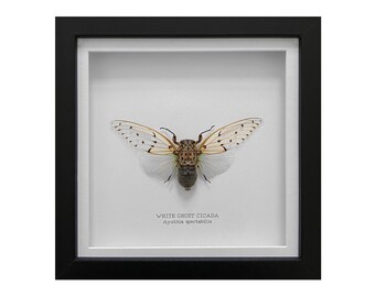 Real Framed Ghost Cicadas Blue White Cicada Collection Classic - Etsy