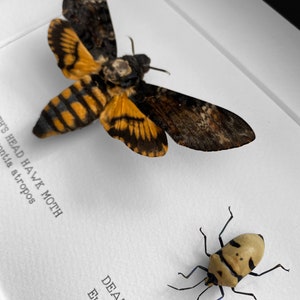Real A1- Deaths Head Hawk Moth and Death's Head Bug Taxidermy Frame ...