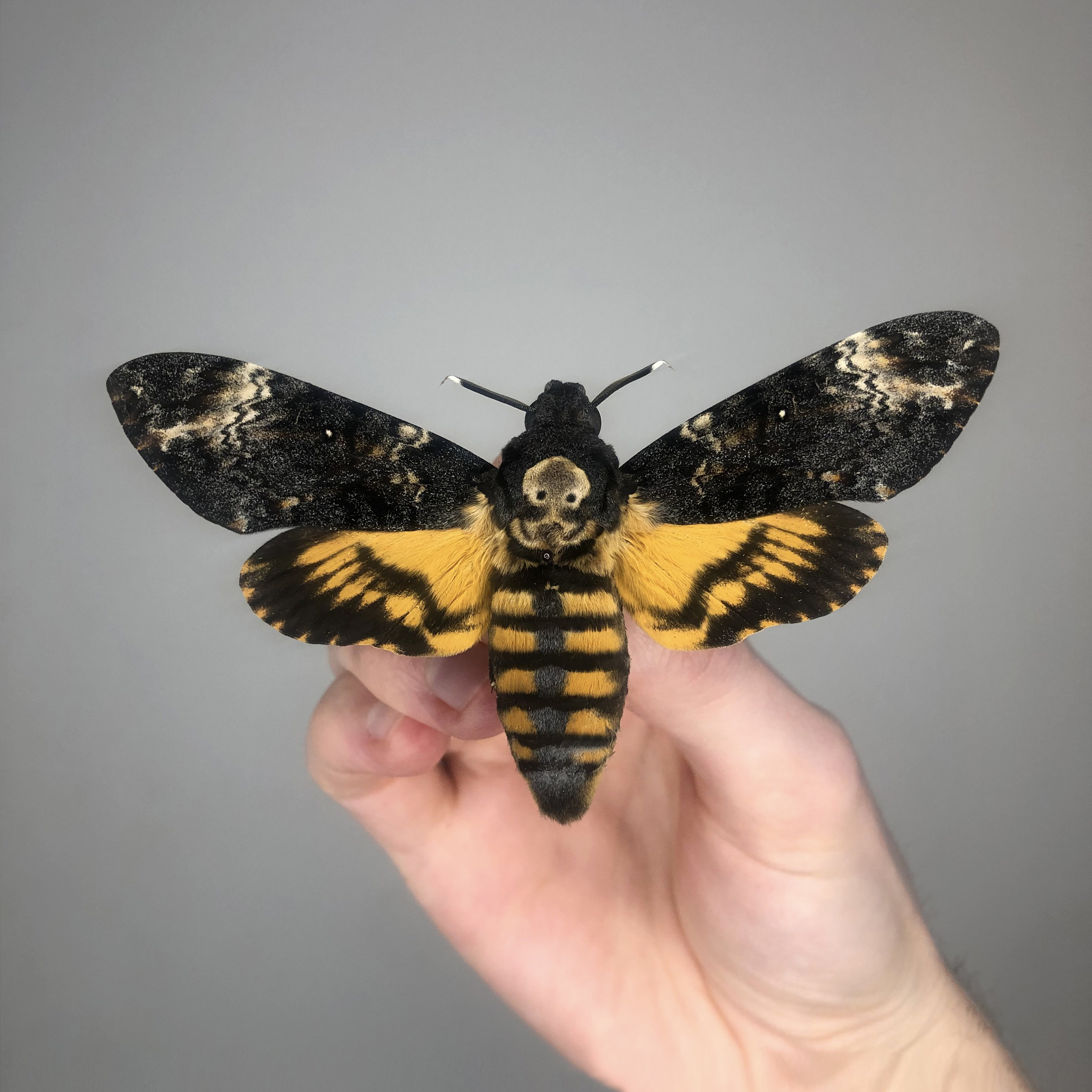 Real A1 Deaths Head Hawk Moth y Death's Head Bug par - Etsy España