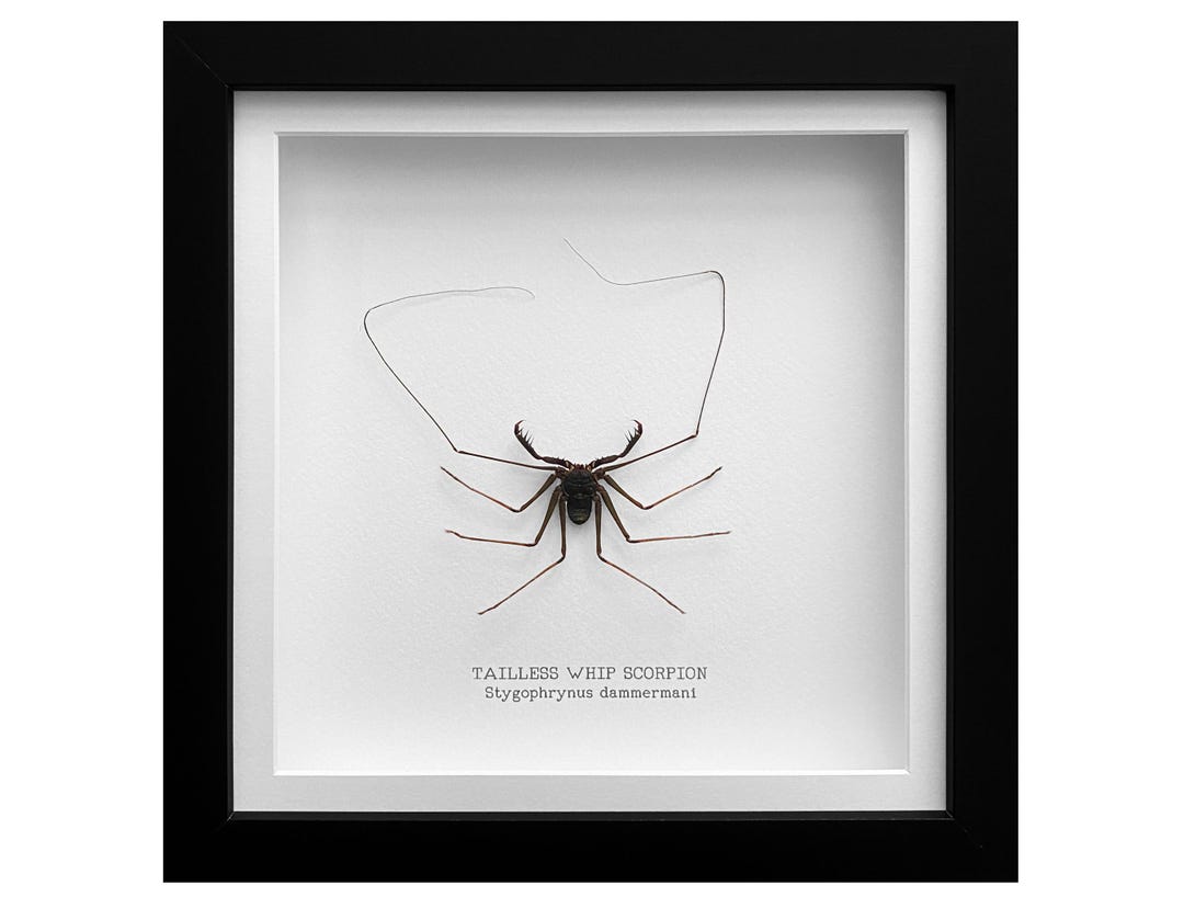 Real A1 Tailless Whip Scorpion Taxidermy Frame stygophrynus Dammermani ...