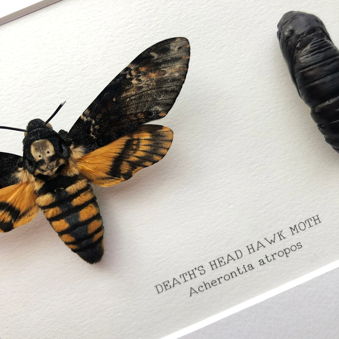 A1 Deaths Head Hawk Moth & Dried Pupae - Etsy Hong Kong