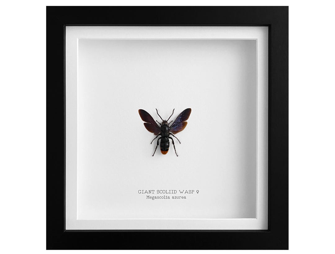 Real A1 Giant Scoliid Wasp Taxidermy Frame (megascolia Azure) Gothic ...