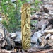 Goddess CERRIDWEN. Celtic Goddess. Wooden Statue Cerridwen. Wiccan ...