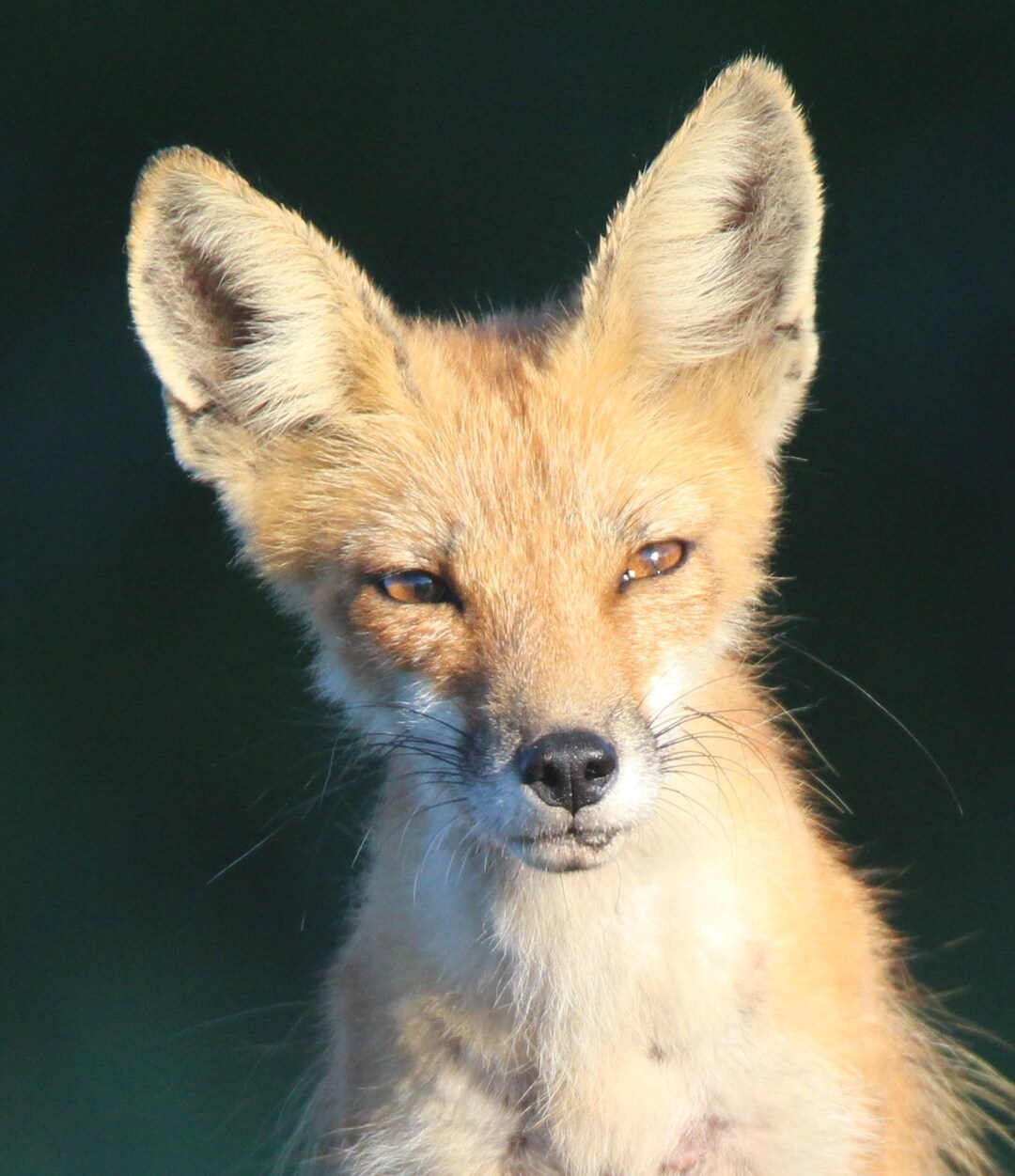 Red Fox I Photo, 8" X 10", Printed on Kodak Endura Premier Metallic ...