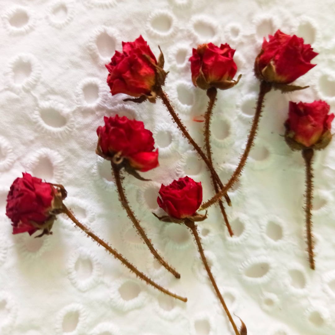 Real Dry Roses,miniature Rose Buds,dried Roses - Etsy