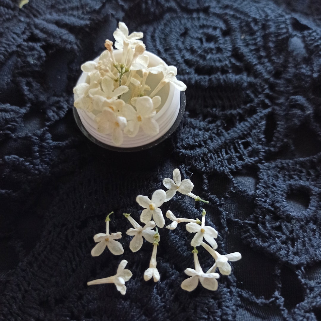 Dried Lilac,lilac Flowers,mini White Flowers,small Flowers,lilac Dry ...