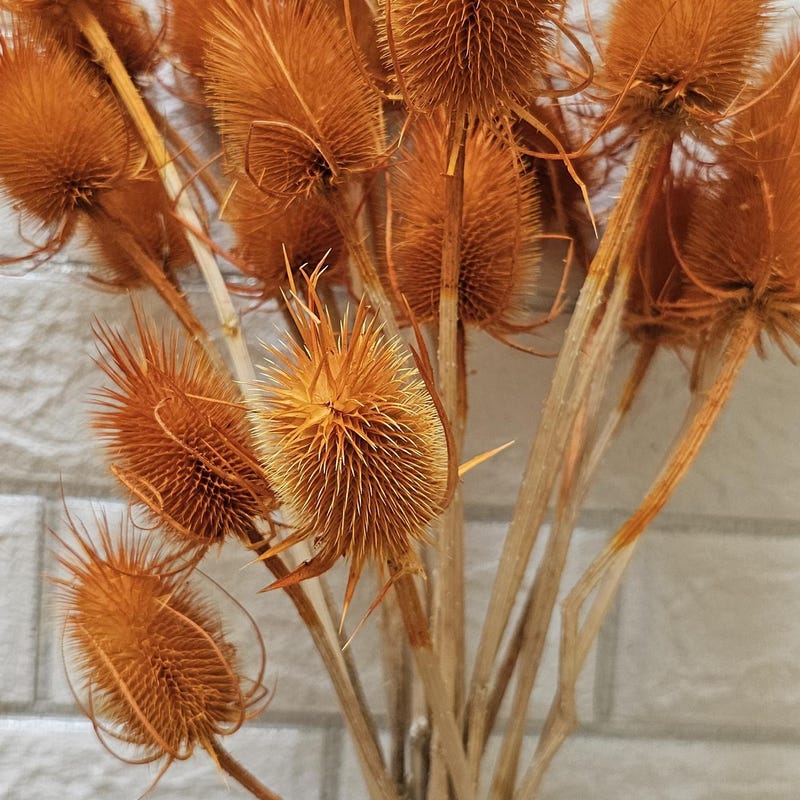 Dried Flowers With Stems - Etsy