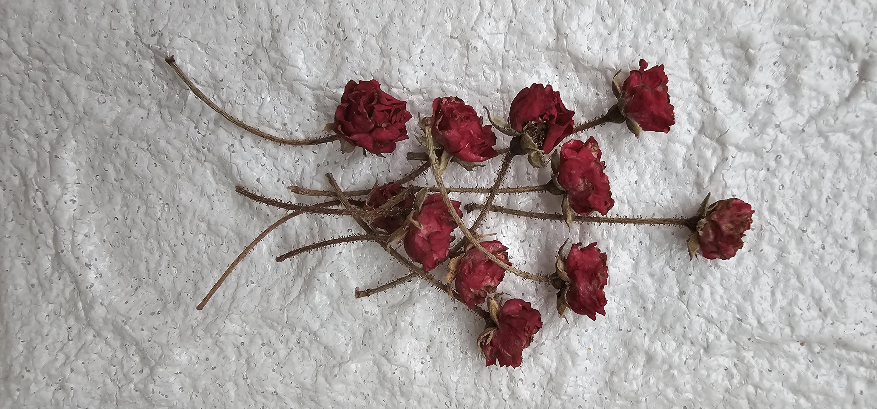20 Dried Burgundy Roses.tiny Resin Flowers.small Dried Flowers. Resin ...