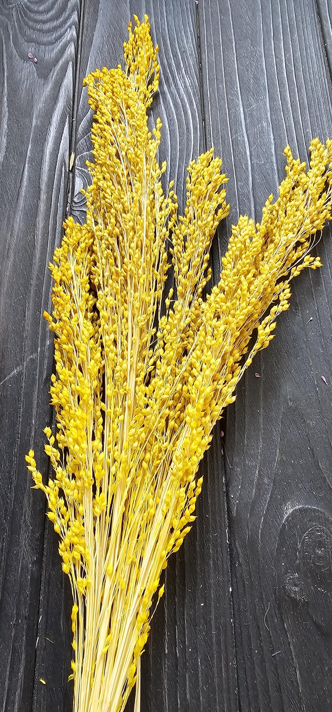 10 Steams Dried Yellow Flower,natural Dried Miller Bunch,dried Miller ...