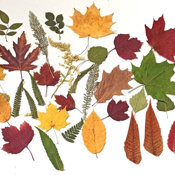 Pressed Leaf Art - Etsy