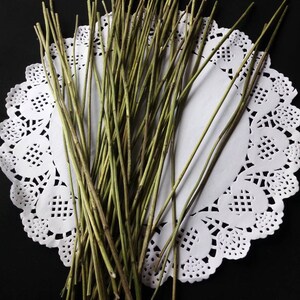 Yarrow Stalks, I Ching, Dried Yarrow, Yarrow Sticks,achillee Divination ...