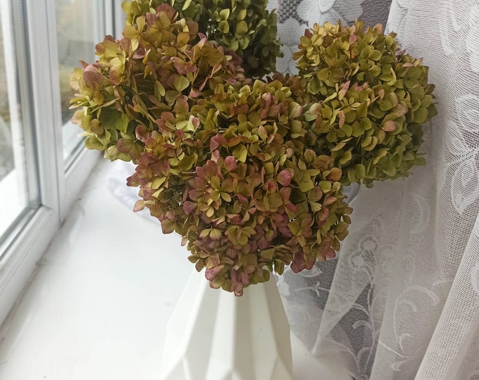 Dried Hydrangea Flowersdried Hydrangeabasil Green - Etsy