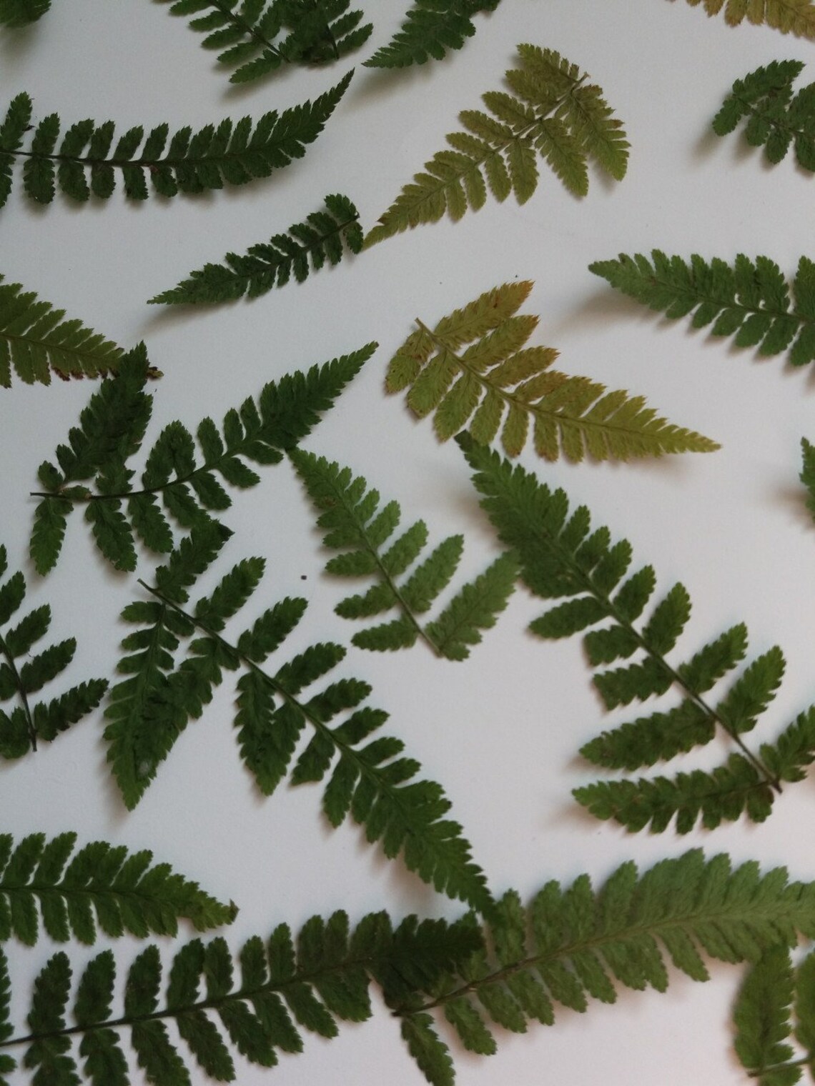 100 Pressed Fern Leafs Real Pressed Fern Pressed Green | Etsy