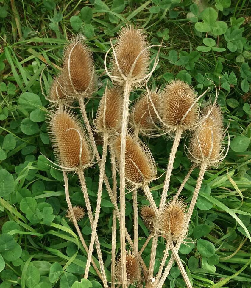 20 Branches Real Dried Thistles preserved Flowers Floral - Etsy