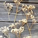 Yarrow Stalks, I Ching, Dried Yarrow, Yarrow Sticks,achillee Divination ...