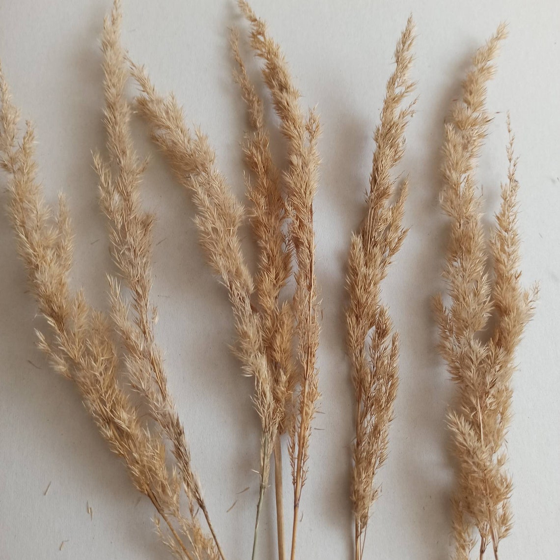 500 Dried Flowers, Pampas Grass, DIY Wedding Rustic Decor - Etsy