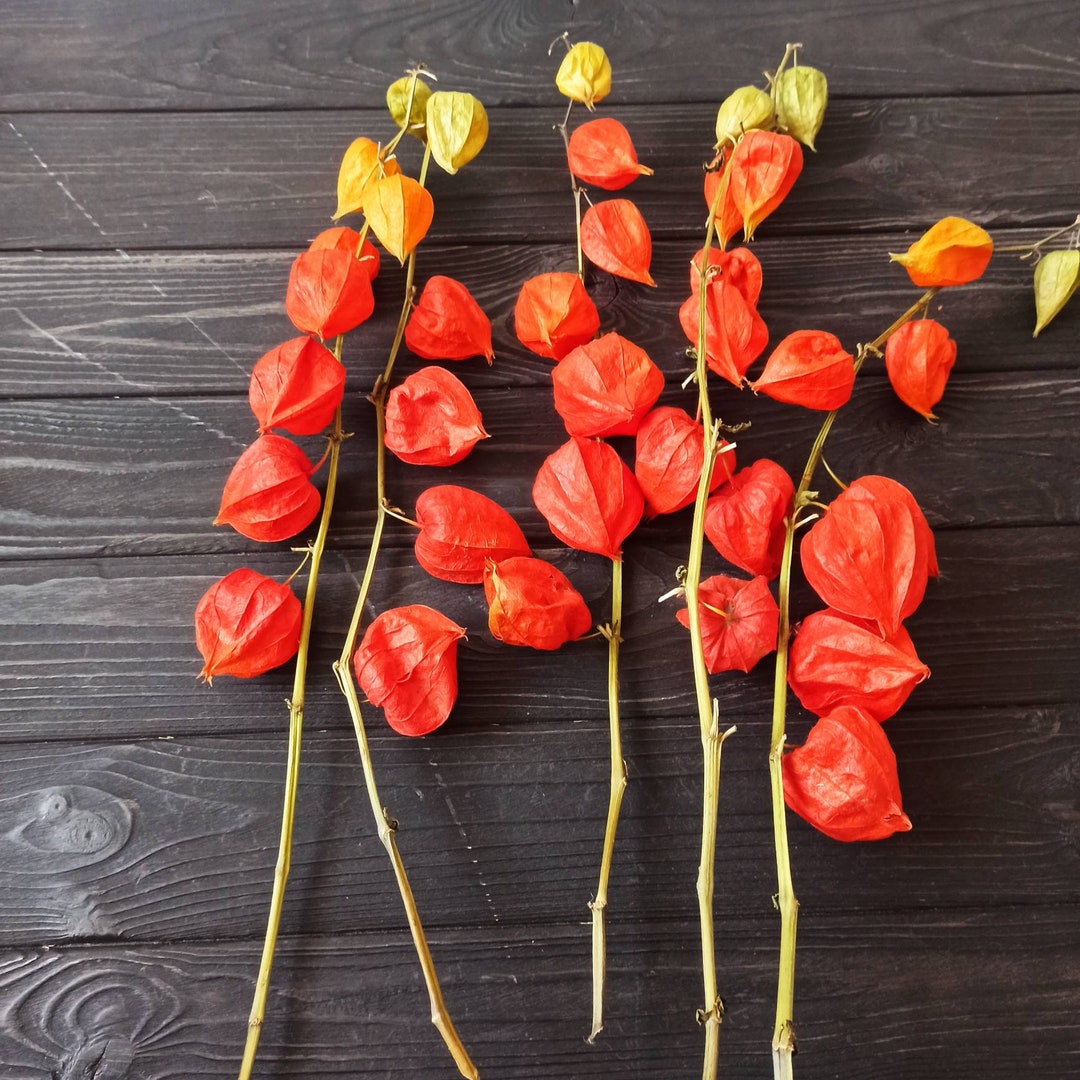Physalis Flowers, Physalis Branches, Dried Physalis,dried Chinese ...