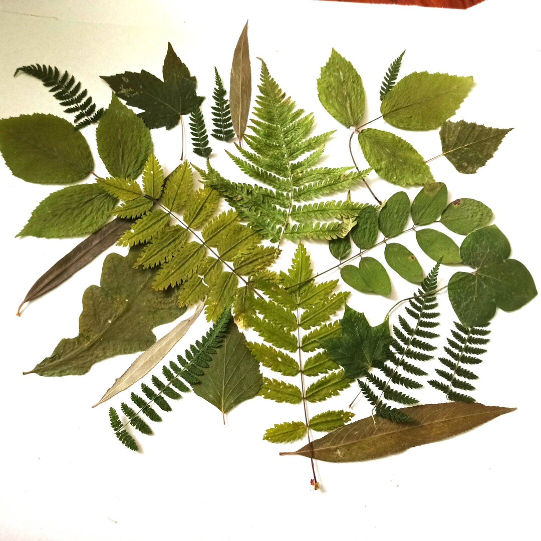 30 Pcs Real Dried Pressed Leaves, Natural Dry Leaves , Pressed Leaf Art ...