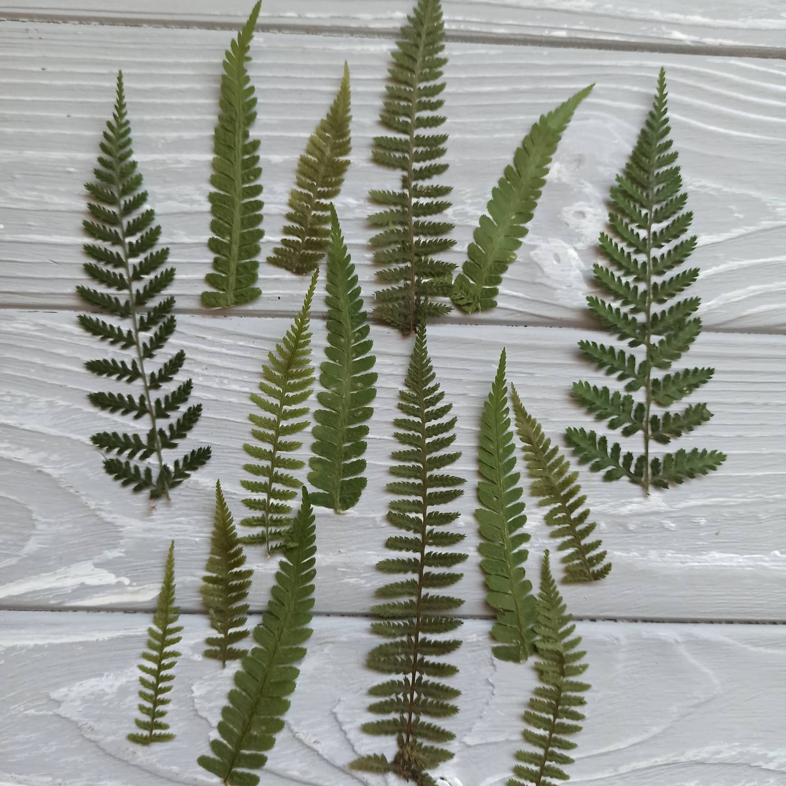 100 Pressed Fern Leafs Real Pressed Fern Pressed Green - Etsy