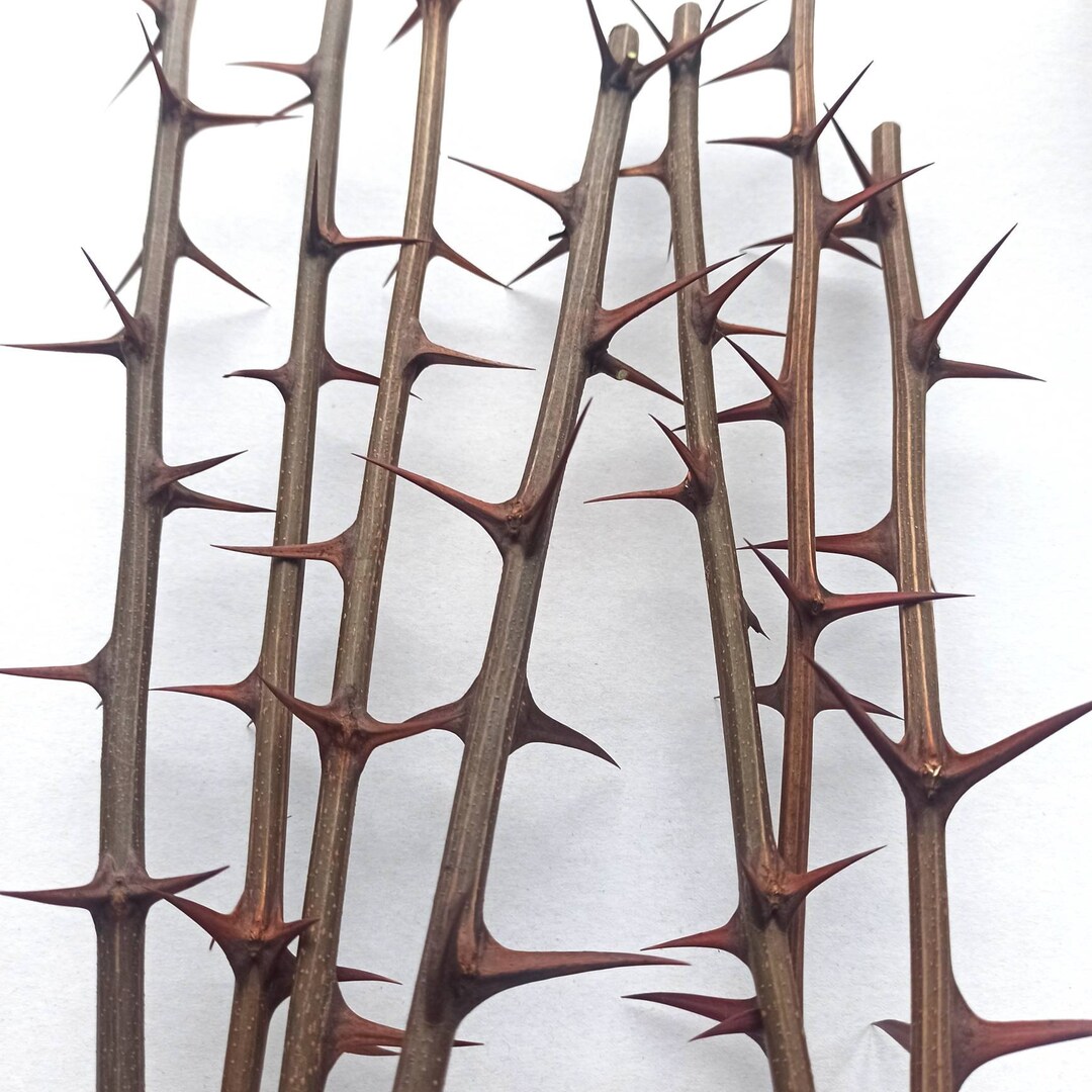 15 Acacia Branches, Thorn Branches,thorny Twigs , Sharp Branches for ...