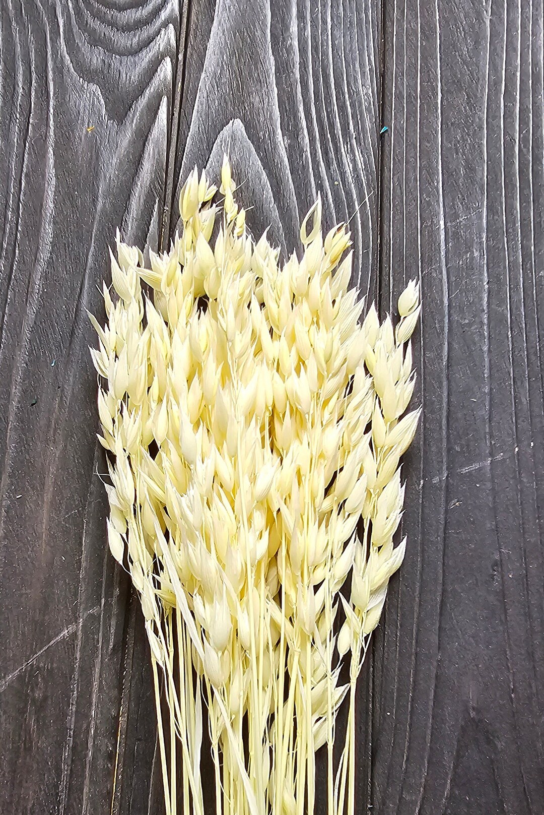 15 Stems Dried Oat, White Dried Oat, White Dried Flower, Lilac Dried ...