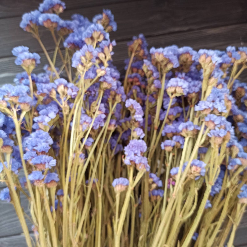 Statice Seeds - Etsy