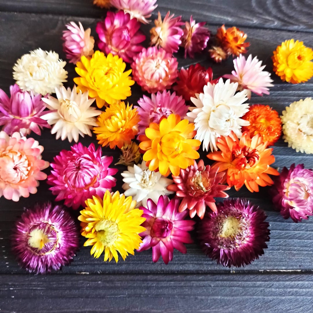 100 fleurs de paille séchées, fleurs d'hélichryse colorées, travaux ...