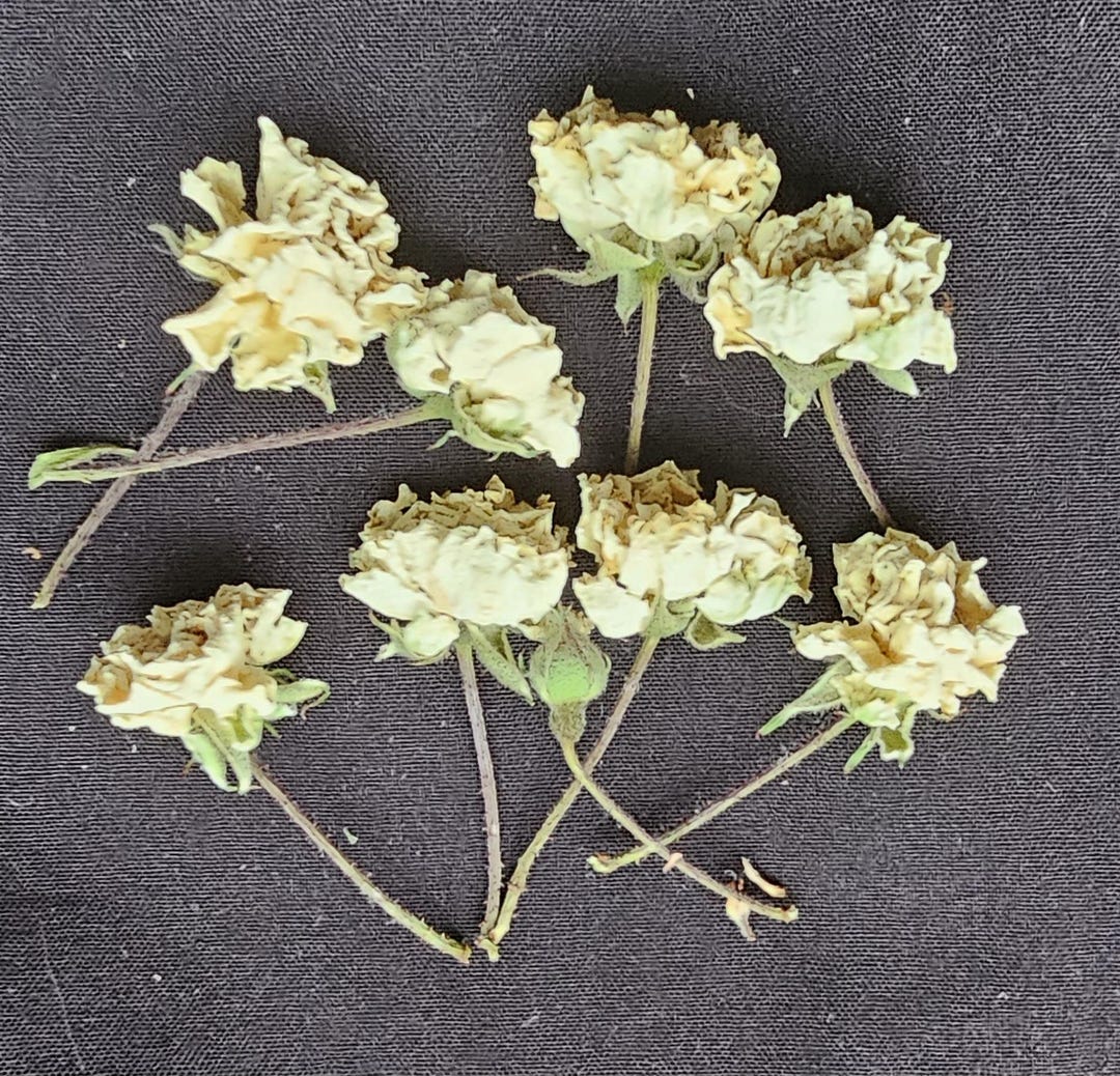 15 Dried White Roses.tiny Resin Flowers.small Dried Flowers.resin ...