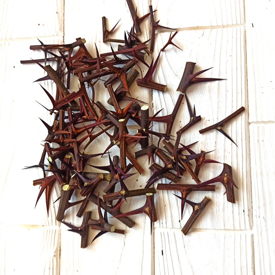 50 Dried Acacia Thorns, Pagan Craft Decor, Natural Tree Parts - Etsy