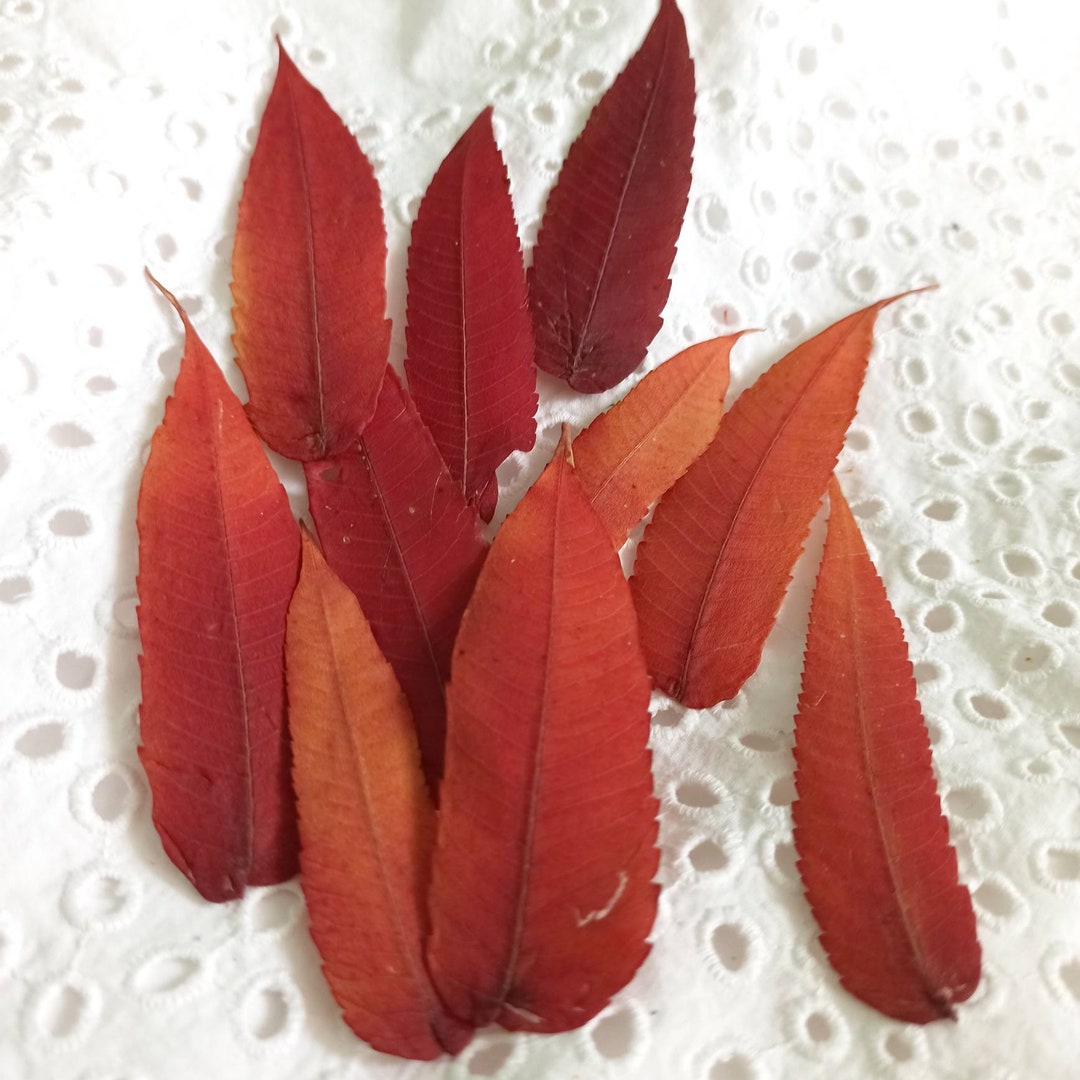 30 Pressed Fall Sumac Leaves,pressed Leaves,pressed Red Leaves,orange ...