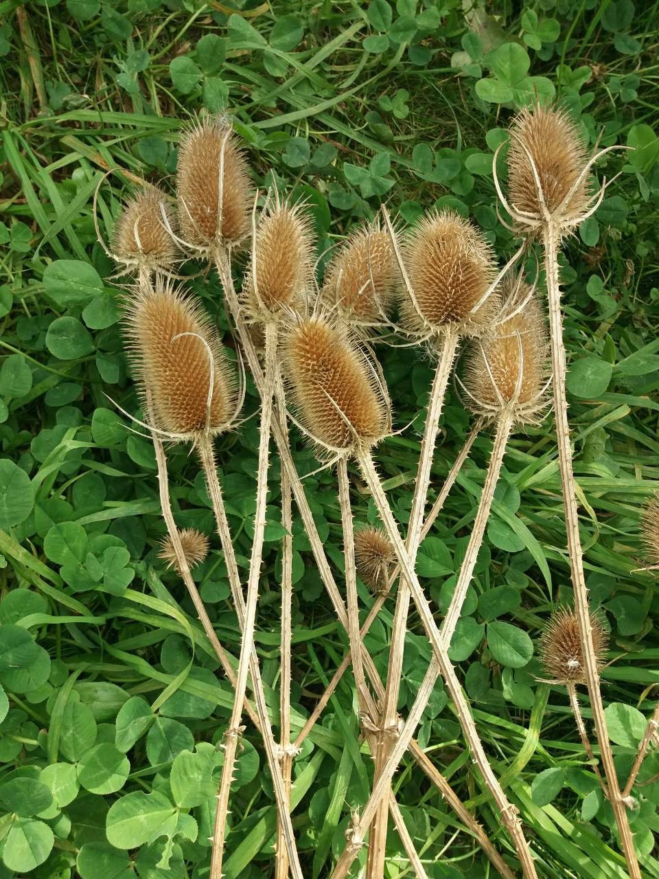 20 Branches Real Dried Thistles preserved Flowers Floral - Etsy