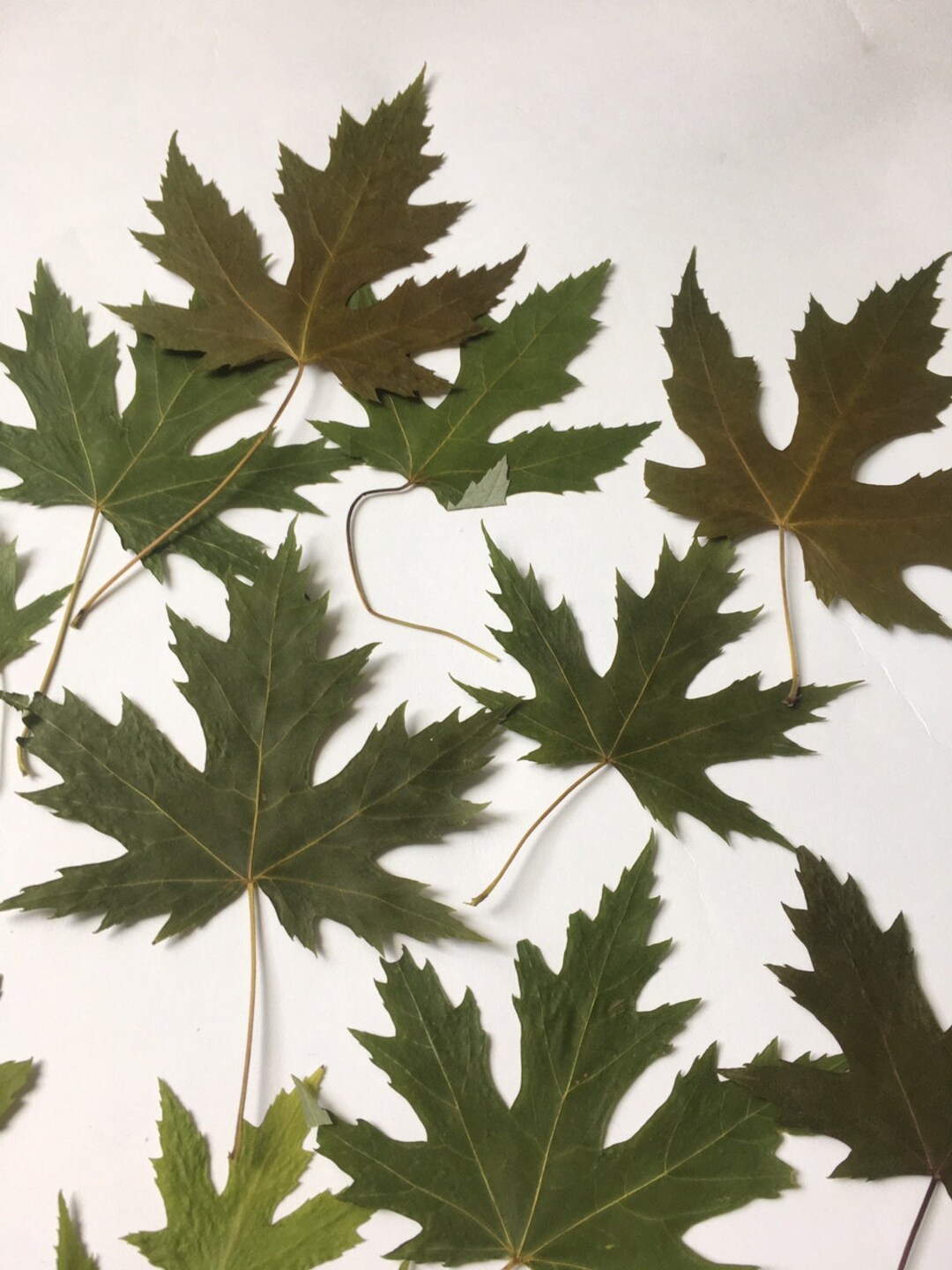 25 Preserved Maple Leaves,fall Decor,wedding Decoration.maple Leaf ...