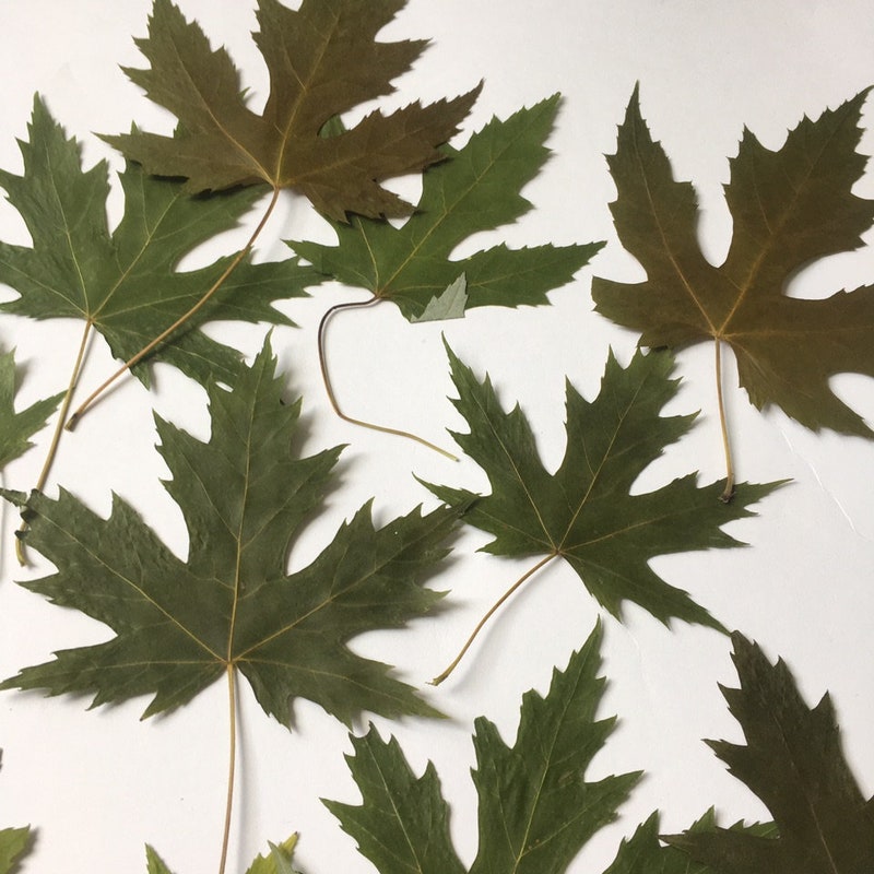 Real Maple Leaf - Etsy