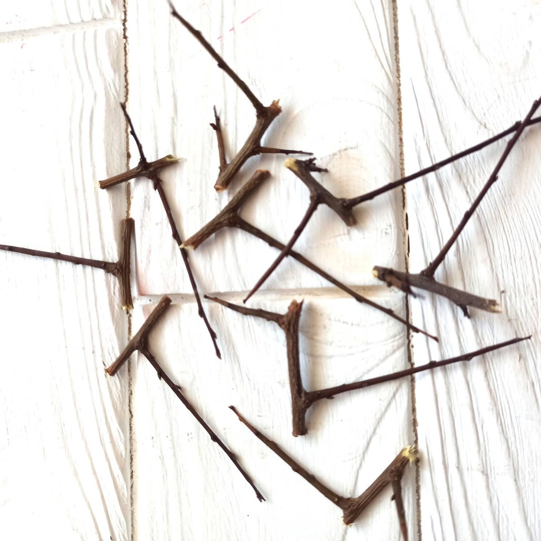 50 Thorns Twigs , Symbol of Immortality, Dried Thorns, Prickly Parts of ...