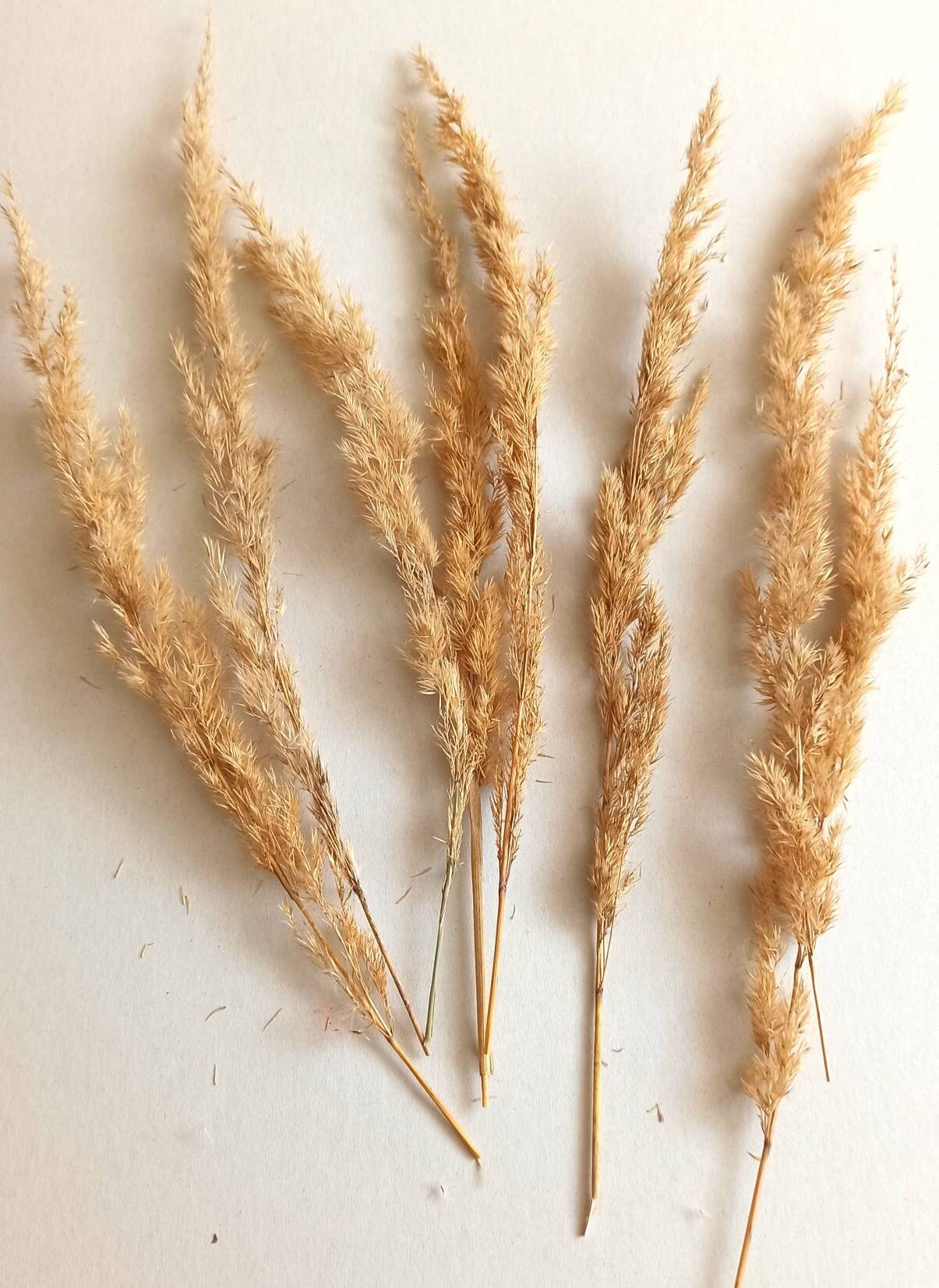 500 Dried Flowers, Pampas Grass, DIY Wedding Rustic Decor - Etsy
