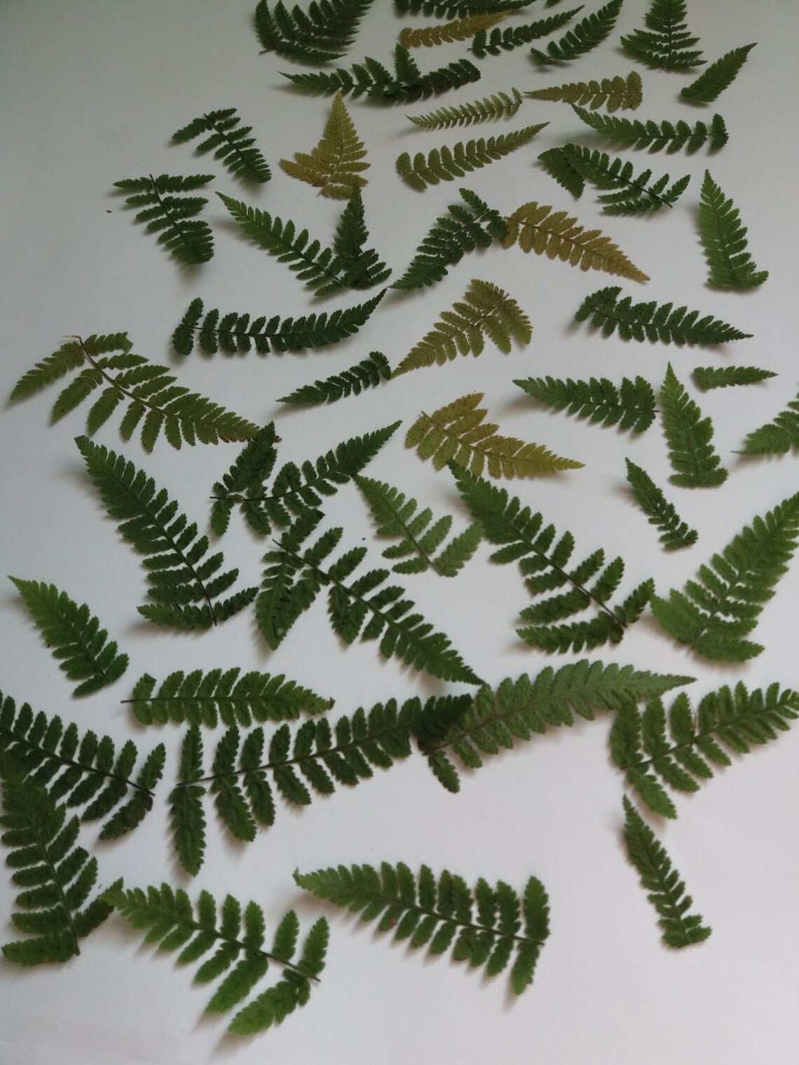 100 Pressed Fern Leafs Real Pressed Fern Pressed Green | Etsy