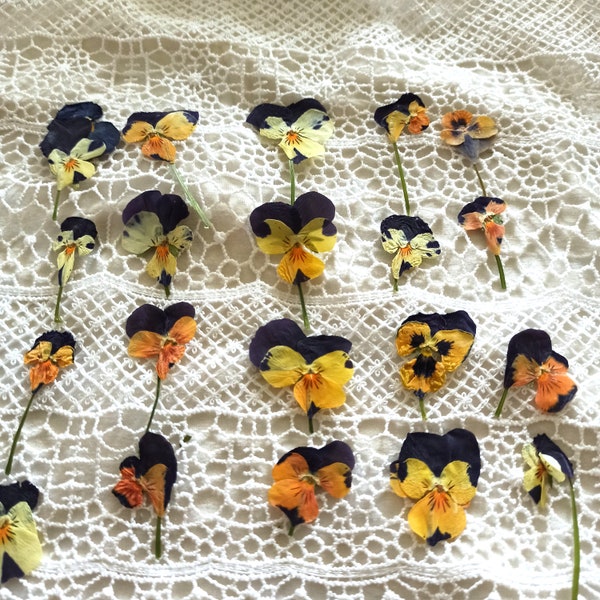 Pressed Violas - Etsy