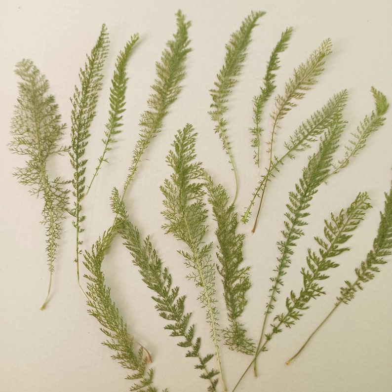 30 Real Dried Pressed Greenery, Craft Flowers - Etsy