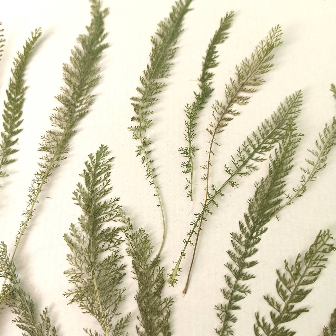 30 Real Dried Pressed Greenery, Craft Flowers - Etsy