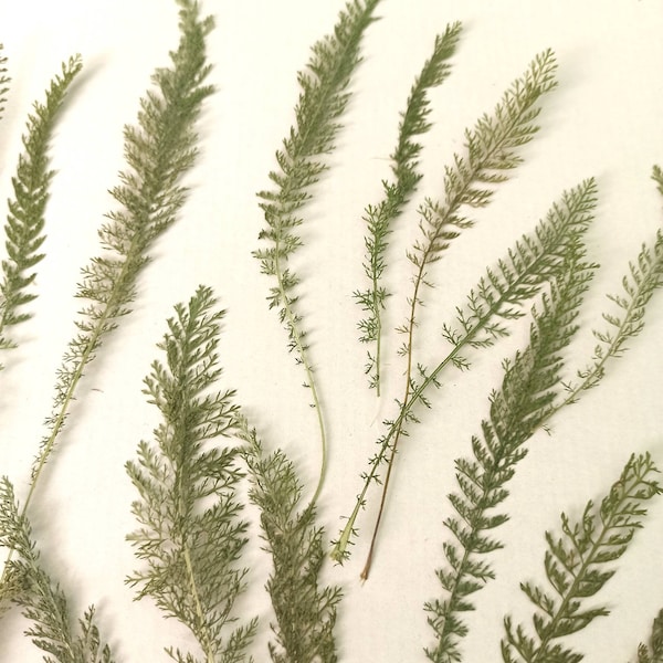 Dried Greenery - Etsy