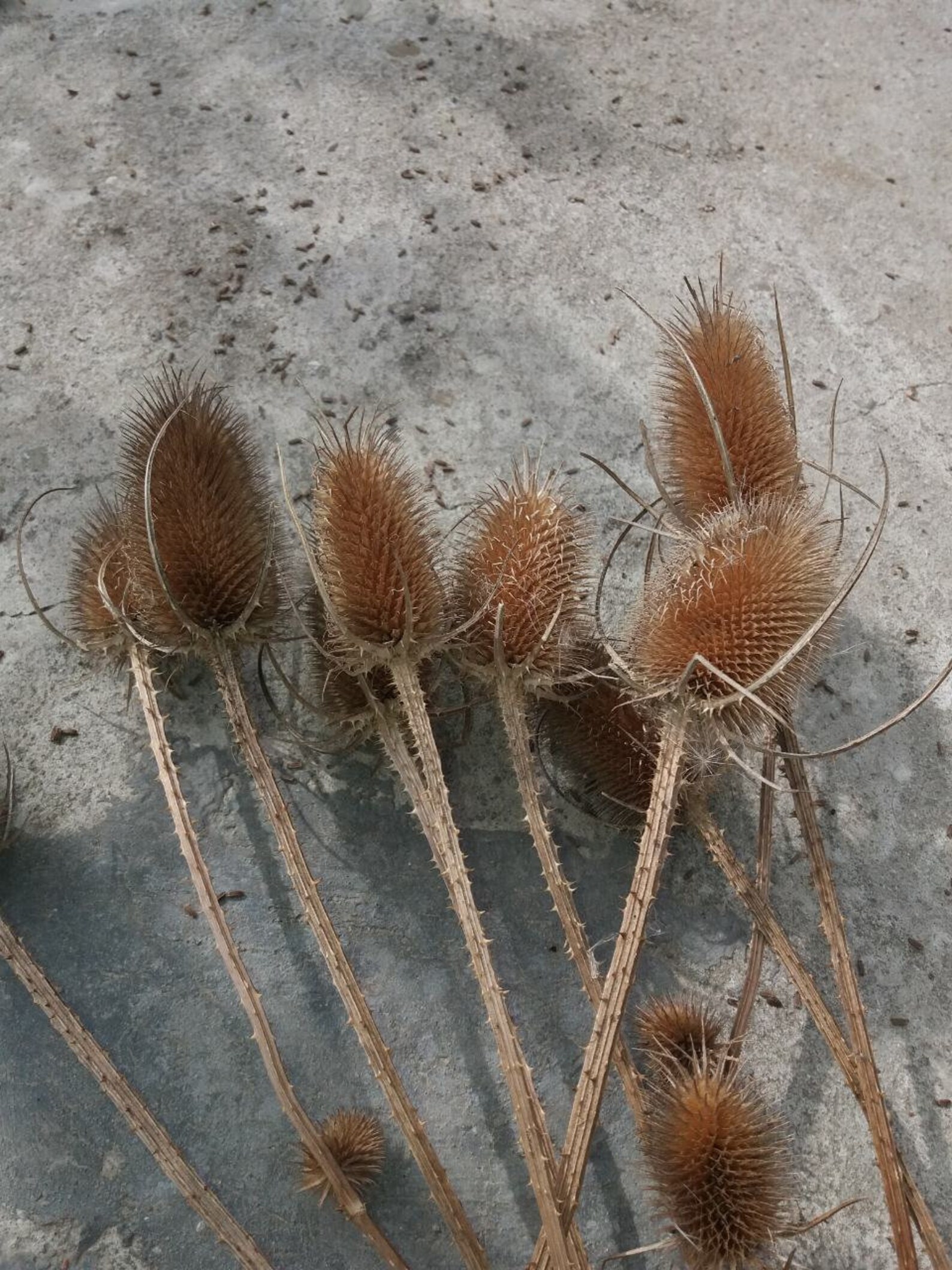 20 Branches Real Dried Thistles preserved Flowers Floral - Etsy
