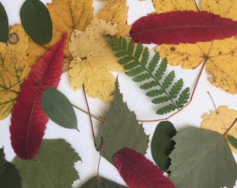 Pressed Fall Leaves Dried Autumn Leaves Thanksgiving Decor - Etsy