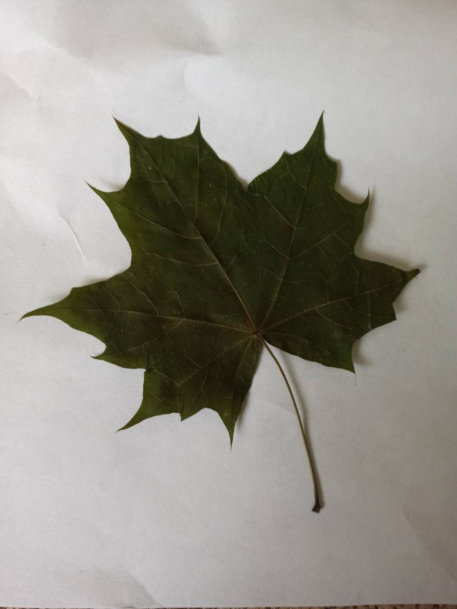 25 REAL MAPLE Leaves.preserved Maple Leavesautumn Leavesfall - Etsy
