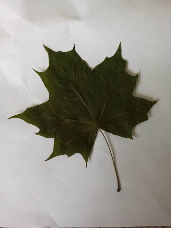 25 REAL MAPLE Leaves.preserved Maple Leavesautumn Leavesfall - Etsy