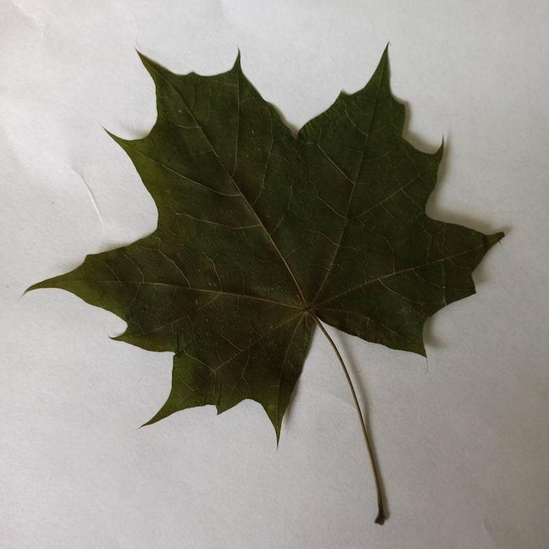 Real Maple Leaf - Etsy